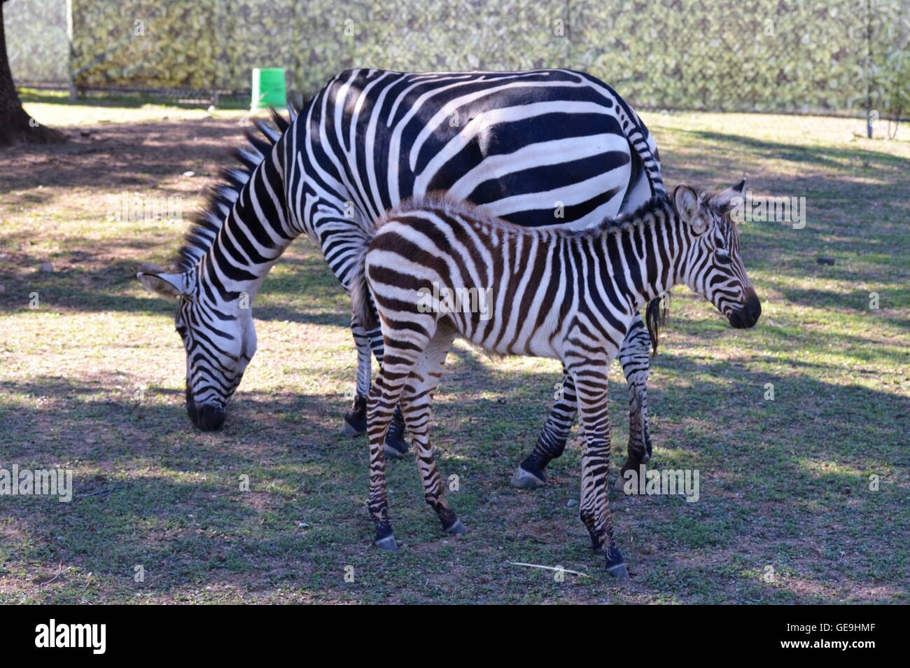 Mom and baby zebra Stock Photo - Alamy