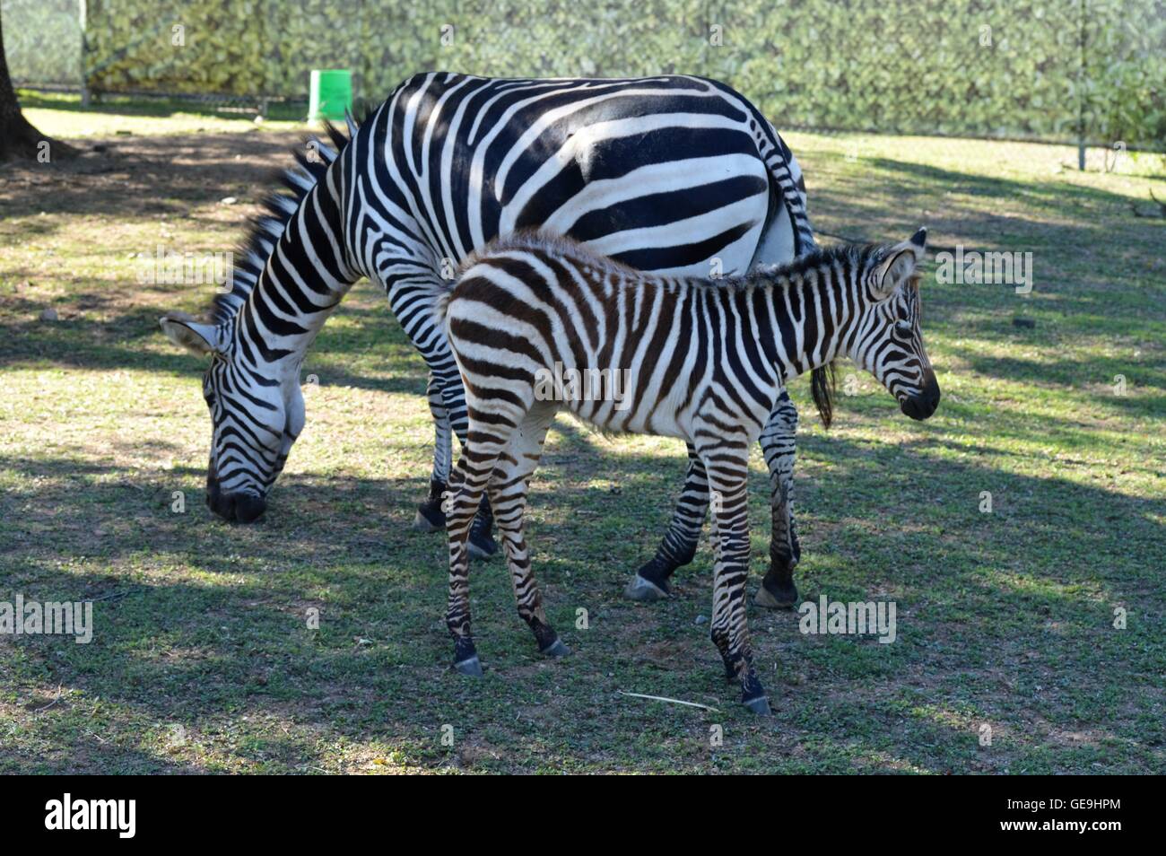 Mom and baby zebra Stock Photo - Alamy