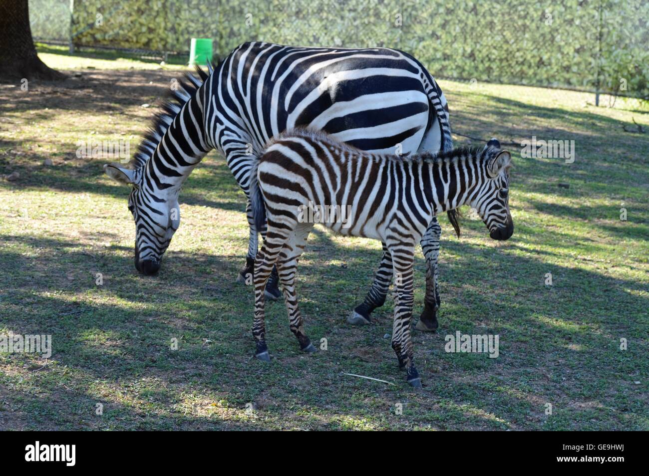 Mom and baby zebra Stock Photo - Alamy