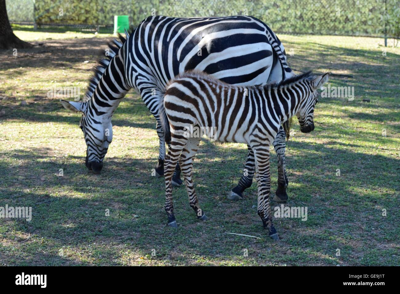 Mom and baby zebra Stock Photo - Alamy