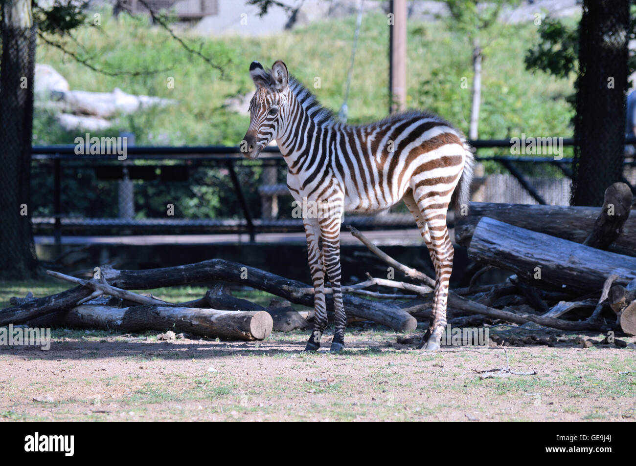 Learning time zebra hi-res stock photography and images - Alamy