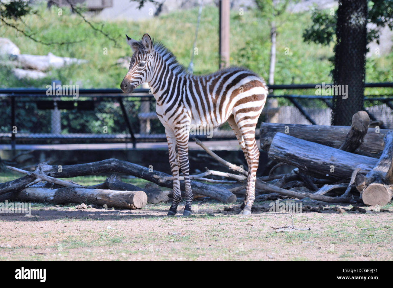 A baby zebra adventuring outside for the first time Stock Photo - Alamy