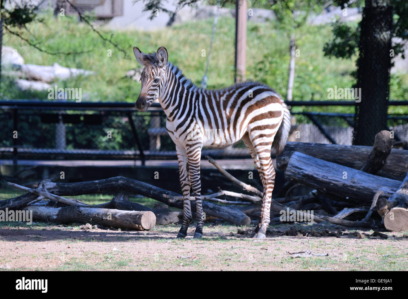 A baby zebra adventuring outside for the first time Stock Photo - Alamy