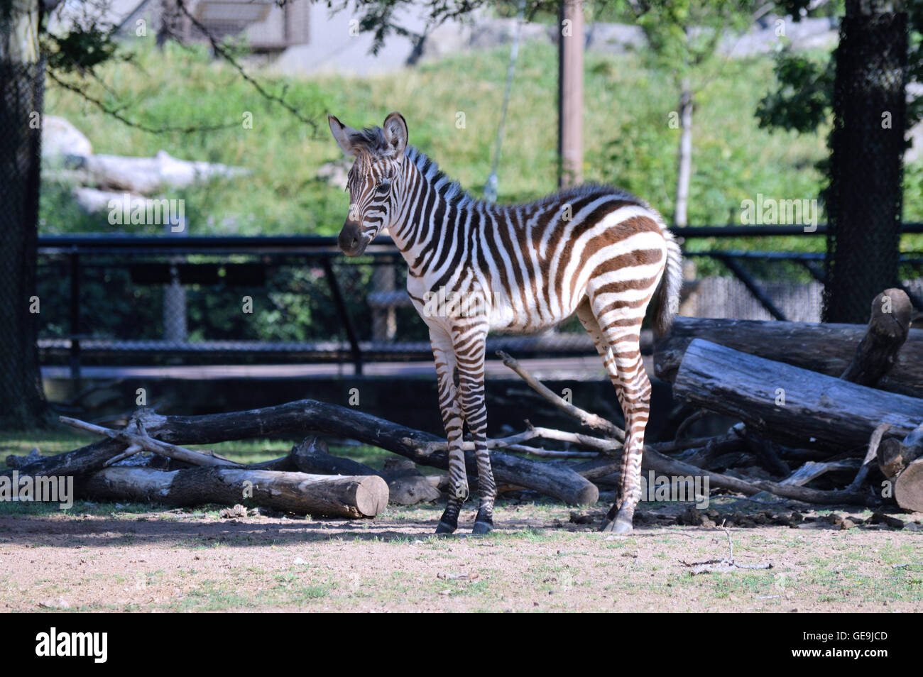 A baby zebra adventuring outside for the first time Stock Photo - Alamy