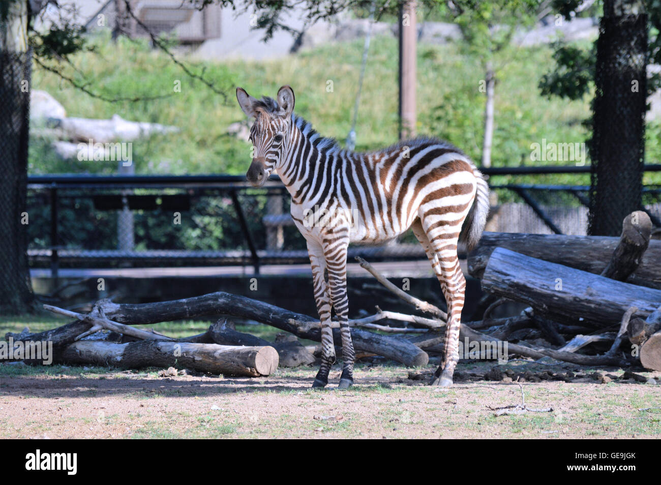 A baby zebra adventuring outside for the first time Stock Photo - Alamy