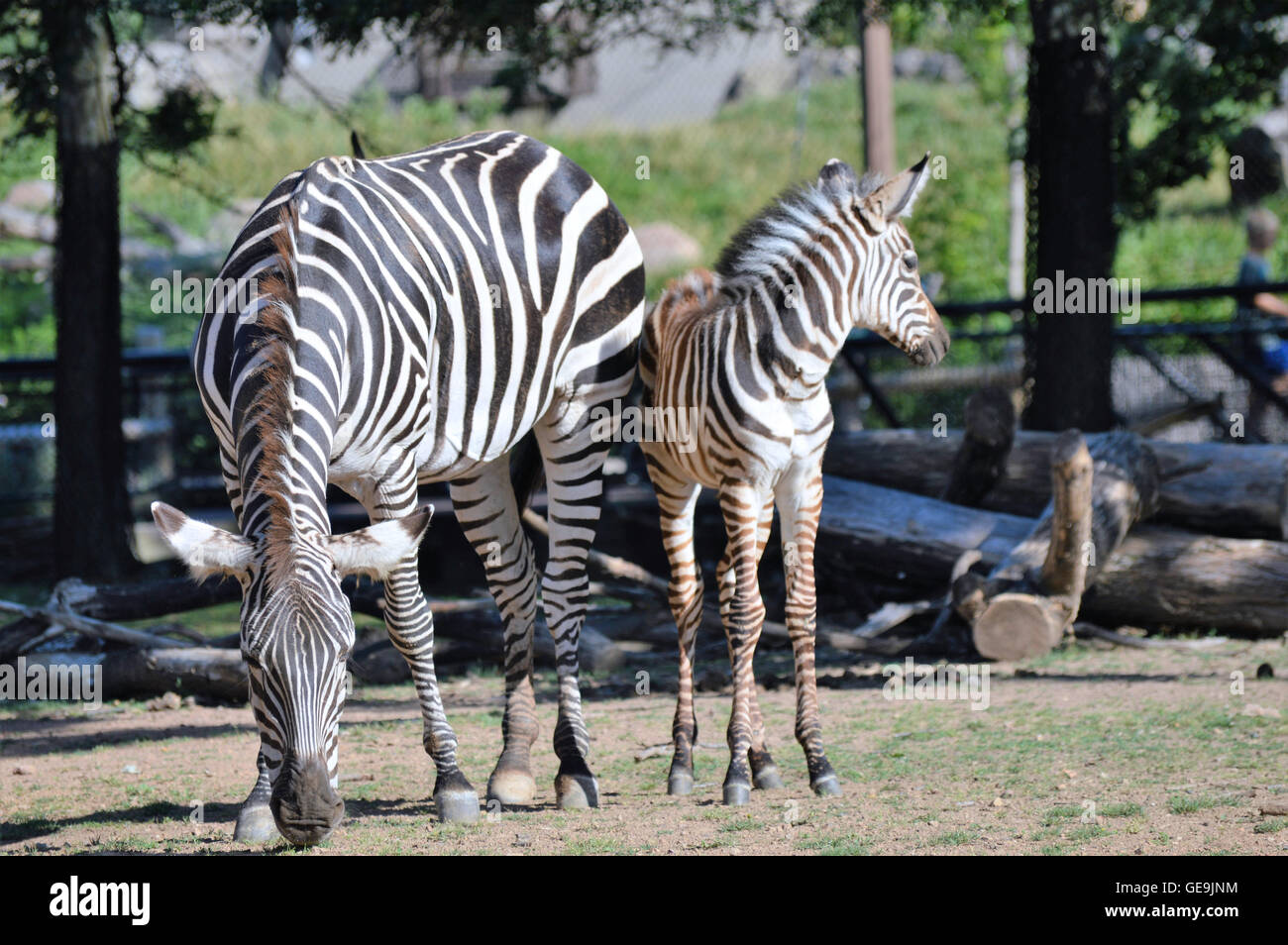 Mom and baby zebra Stock Photo - Alamy
