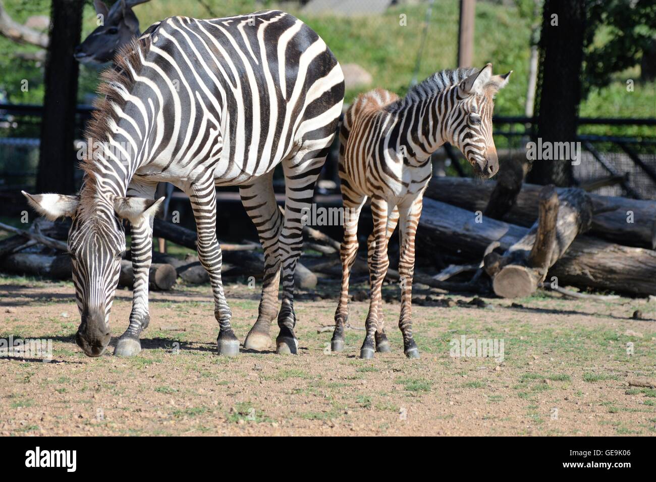 Mom and baby zebra Stock Photo - Alamy