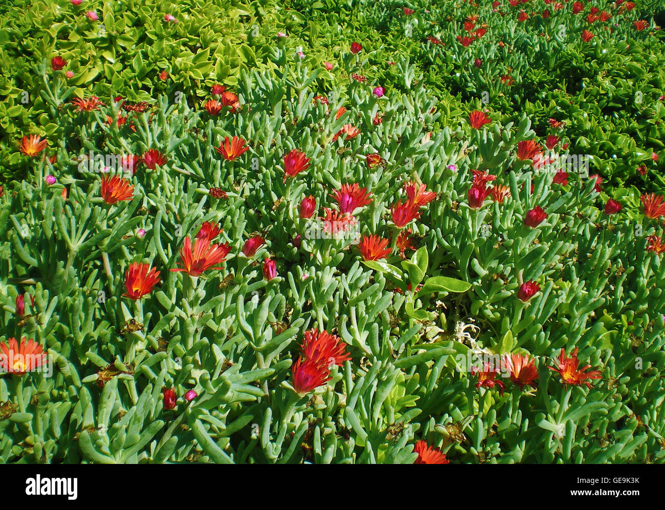 The red flowers near Palermo, Sicilia, Italy Stock Photo - Alamy