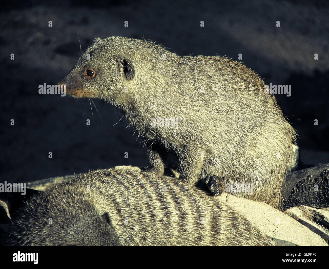 Opossum is looking forward for some food Stock Photo - Alamy