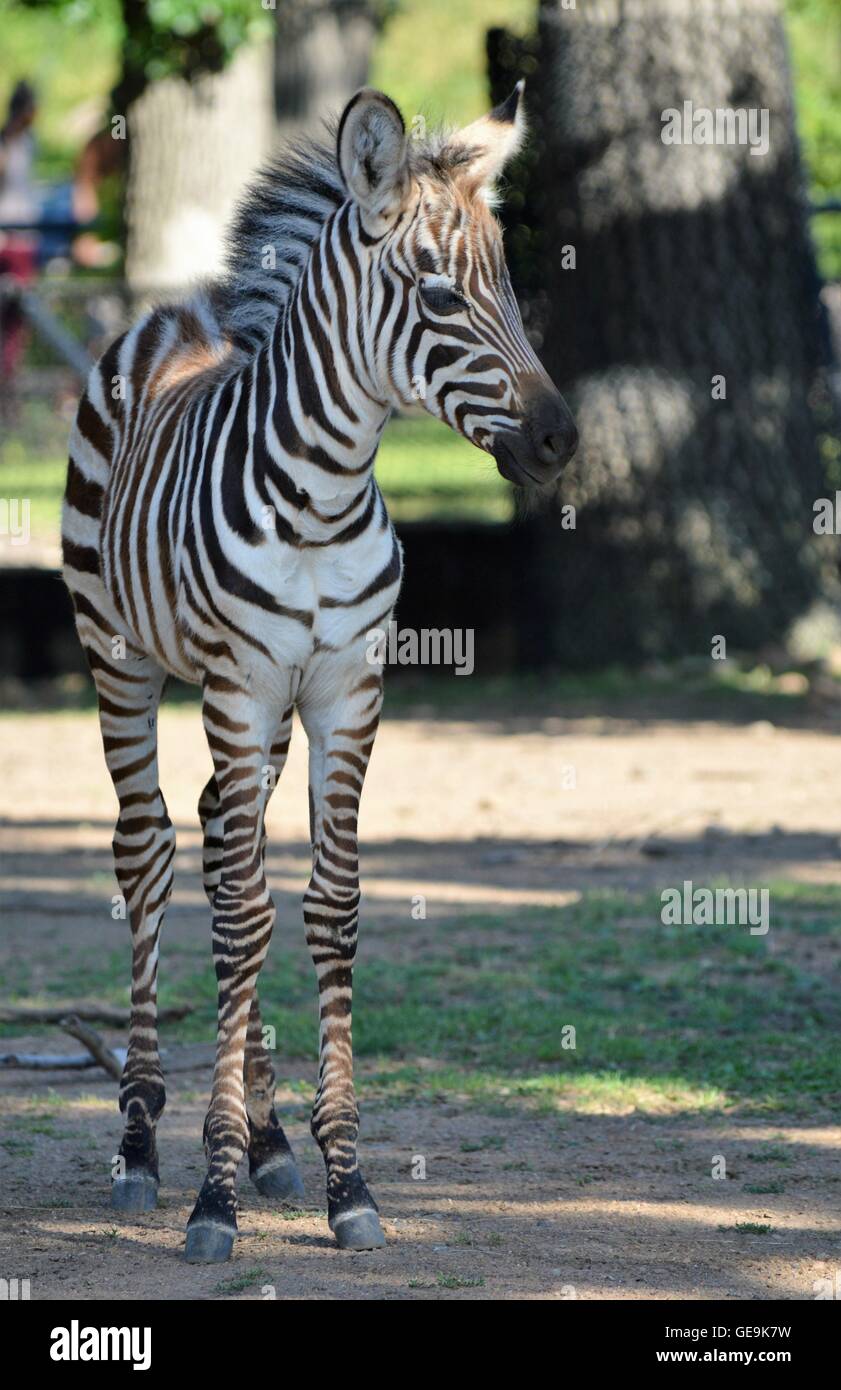 A zebra trying to find shade while outside during the summer Stock ...
