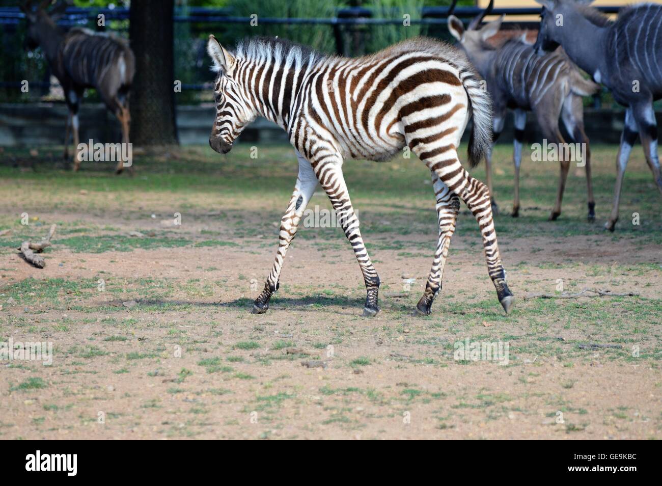 A baby zebra adventuring outside for the first time Stock Photo - Alamy