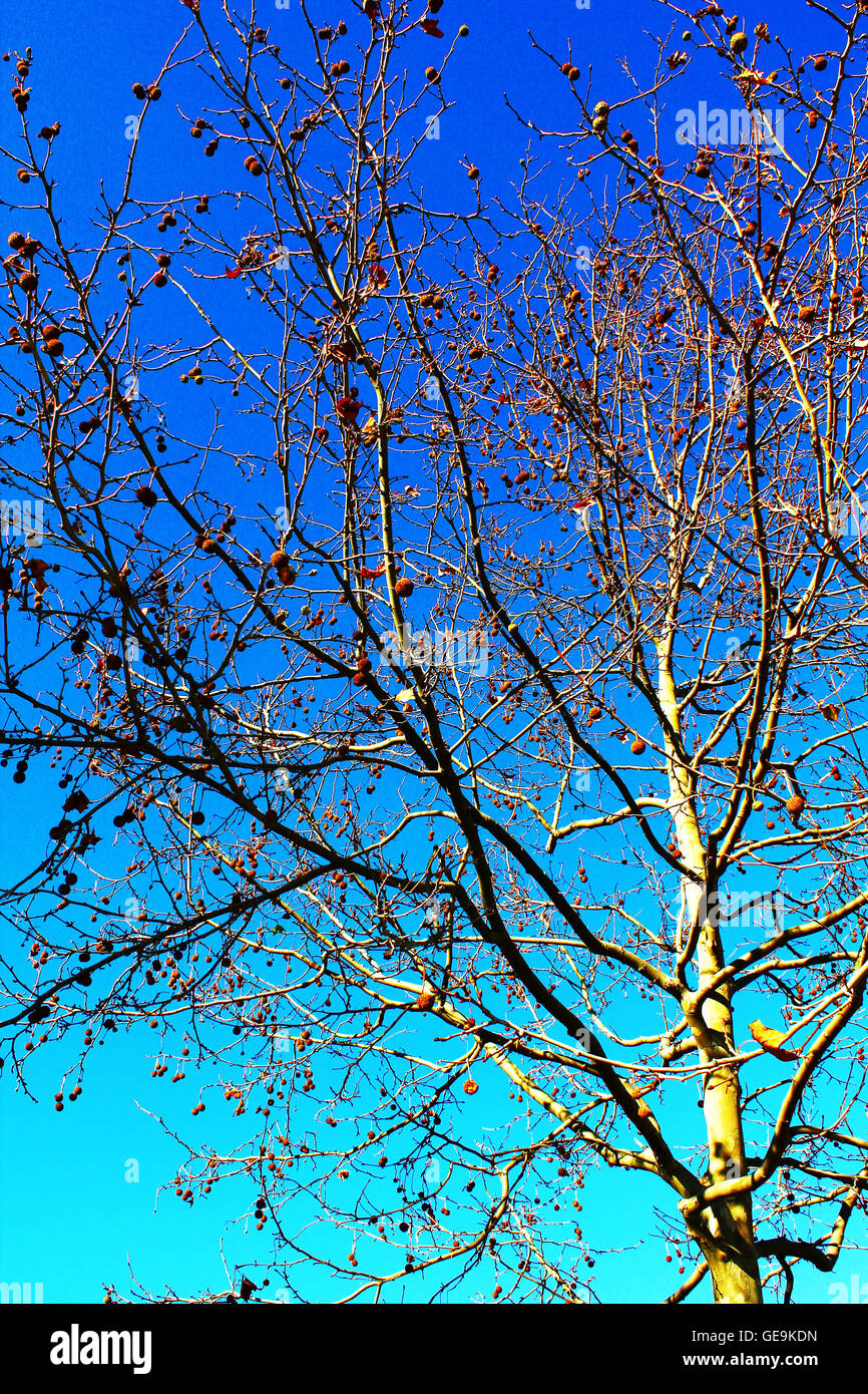 Autumn tree in Barcelona in blue tones, Spain Stock Photo - Alamy