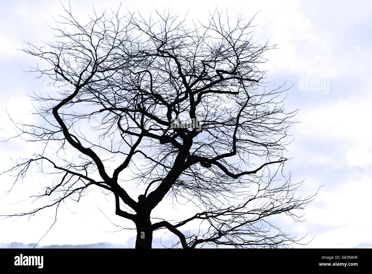 The tree without any leaves Stock Photo - Alamy