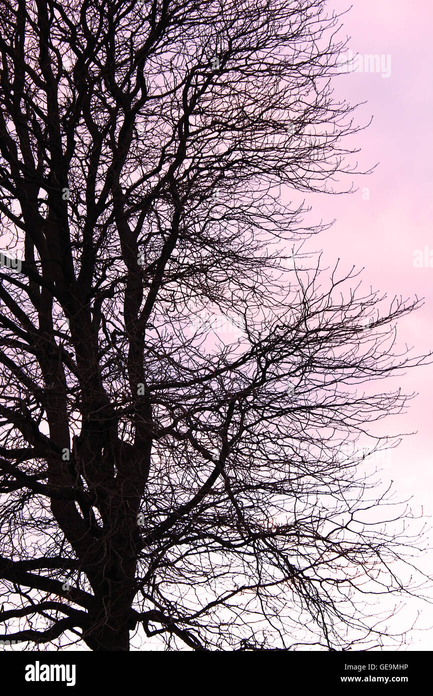 Tree without leaves vector hi-res stock photography and images - Alamy