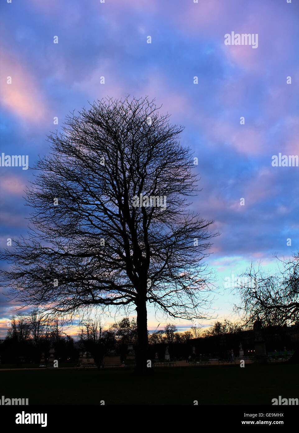 The tree without any leaves Stock Photo - Alamy