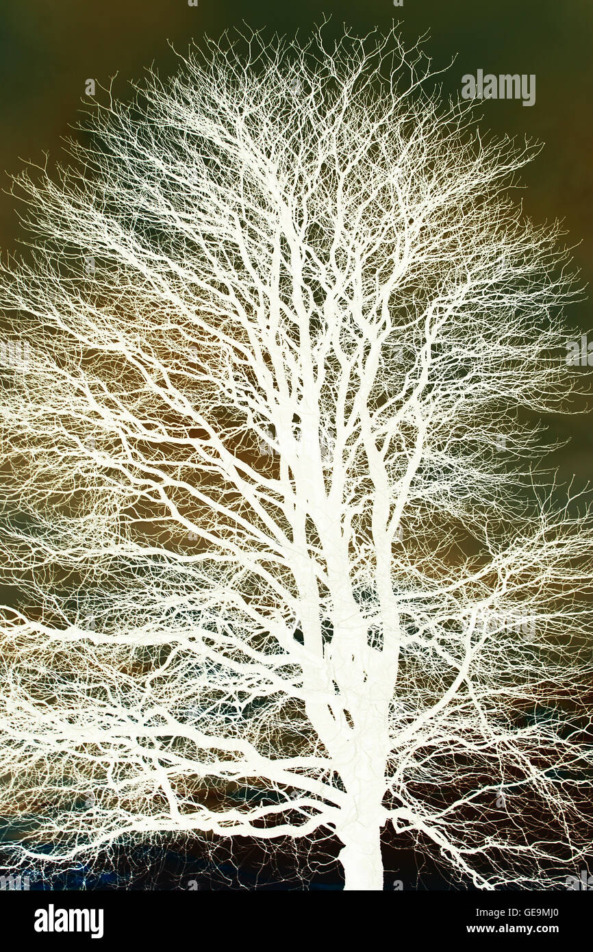 The tree without any leaves Stock Photo - Alamy