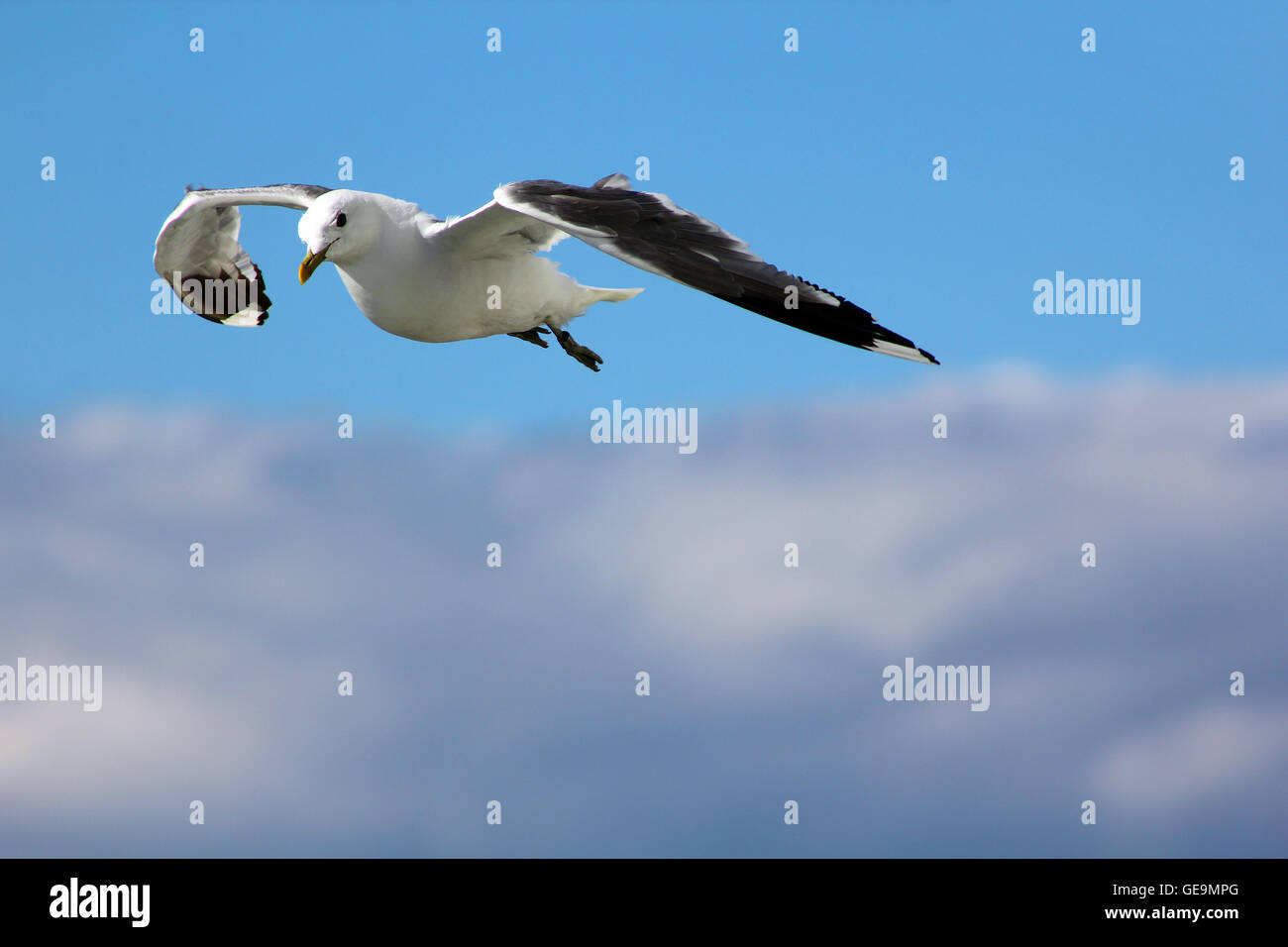 The bird is flying in the blue sky Stock Photo - Alamy