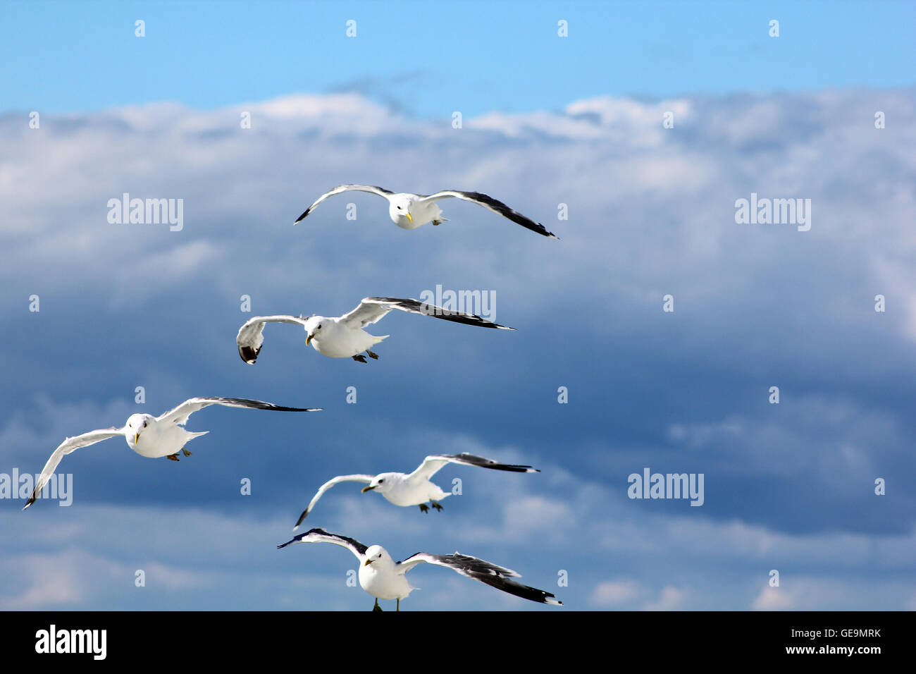 The birds are flying in the blue sky Stock Photo - Alamy