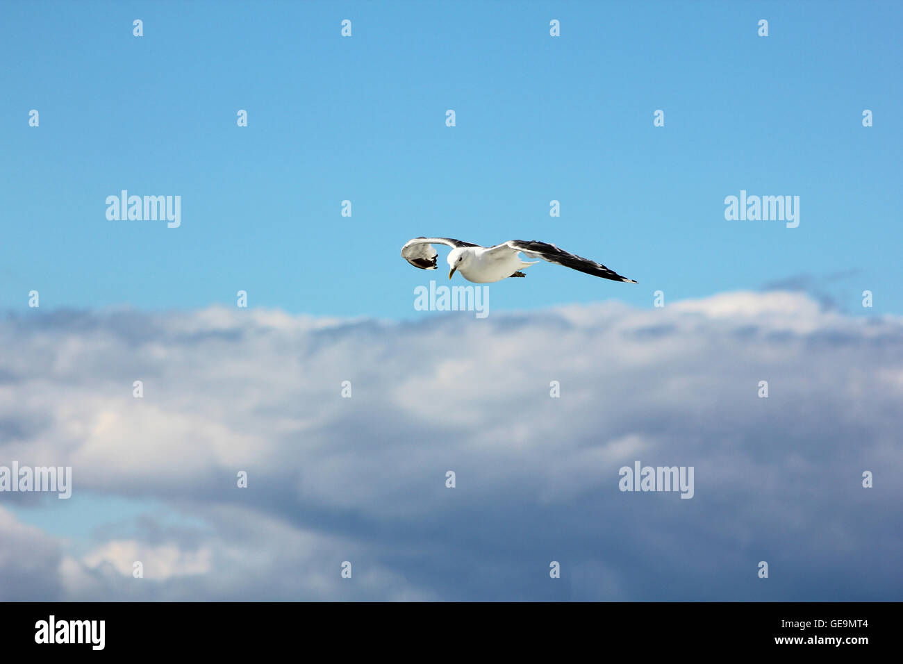 The bird is flying in the blue sky Stock Photo - Alamy
