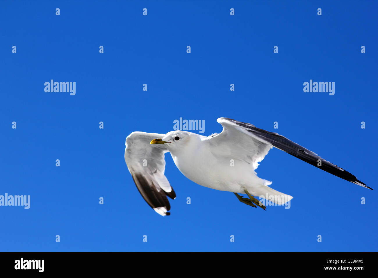 The bird is flying in the blue sky Stock Photo - Alamy