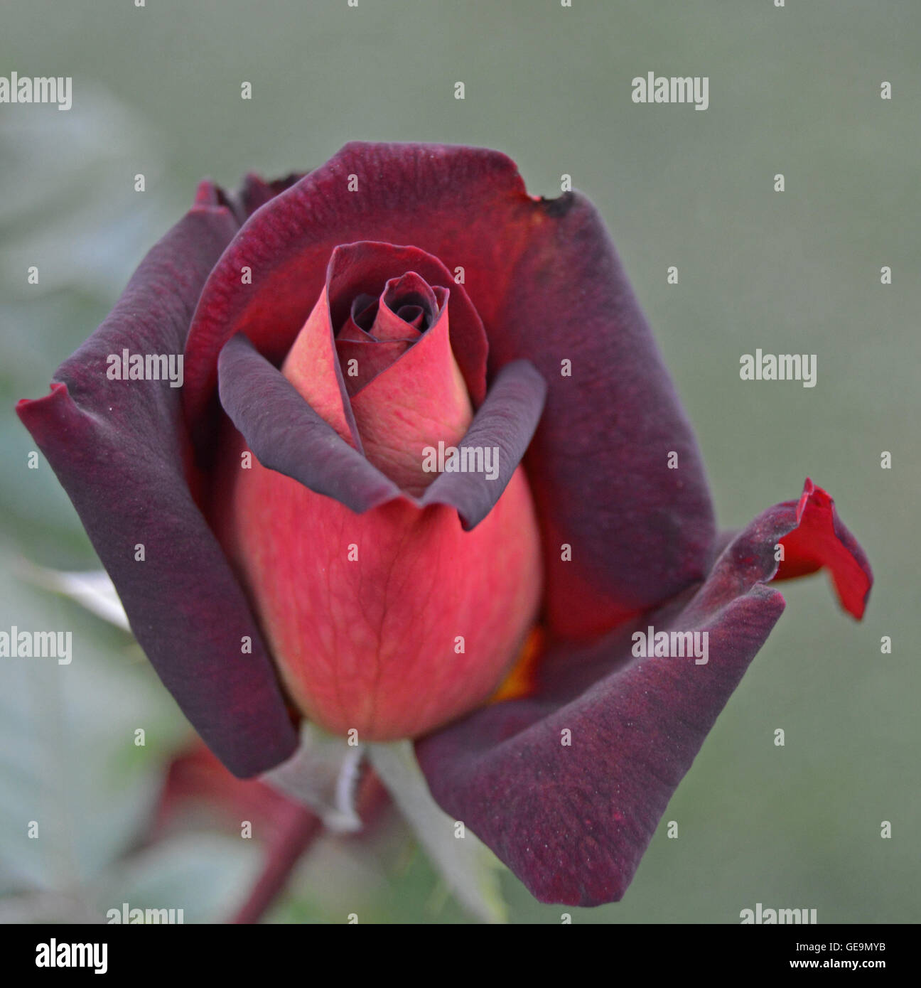 Dark red rose Stock Photo - Alamy
