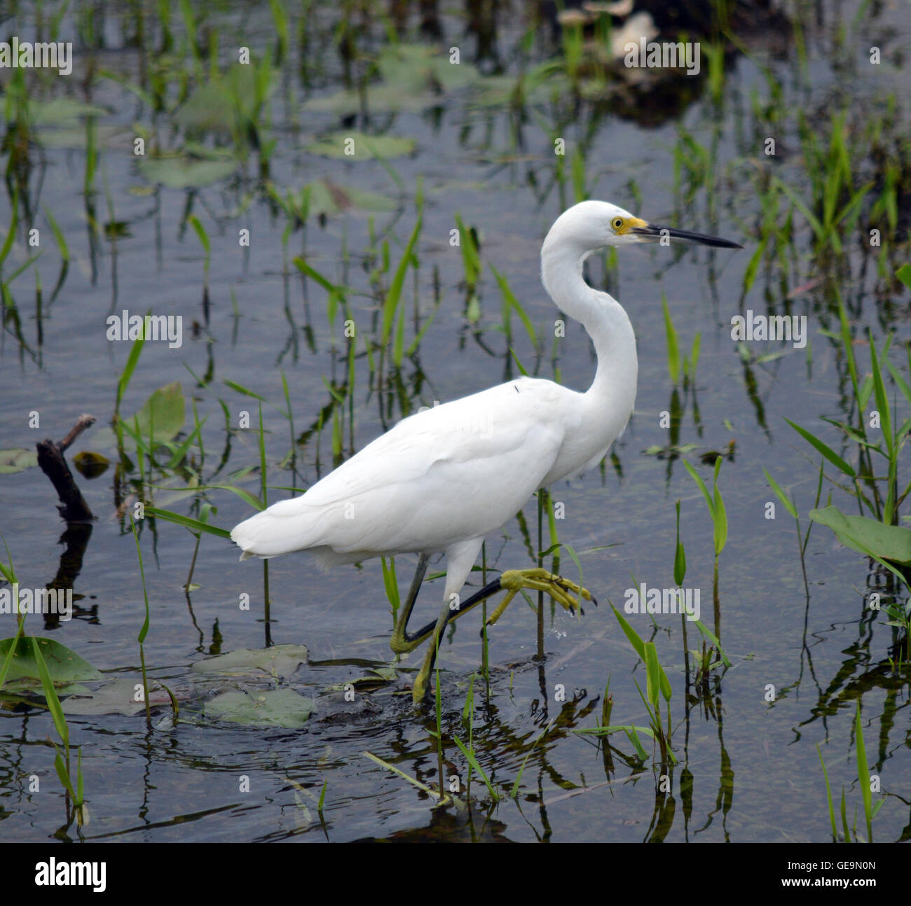 Miami university mascot hi-res stock photography and images - Alamy