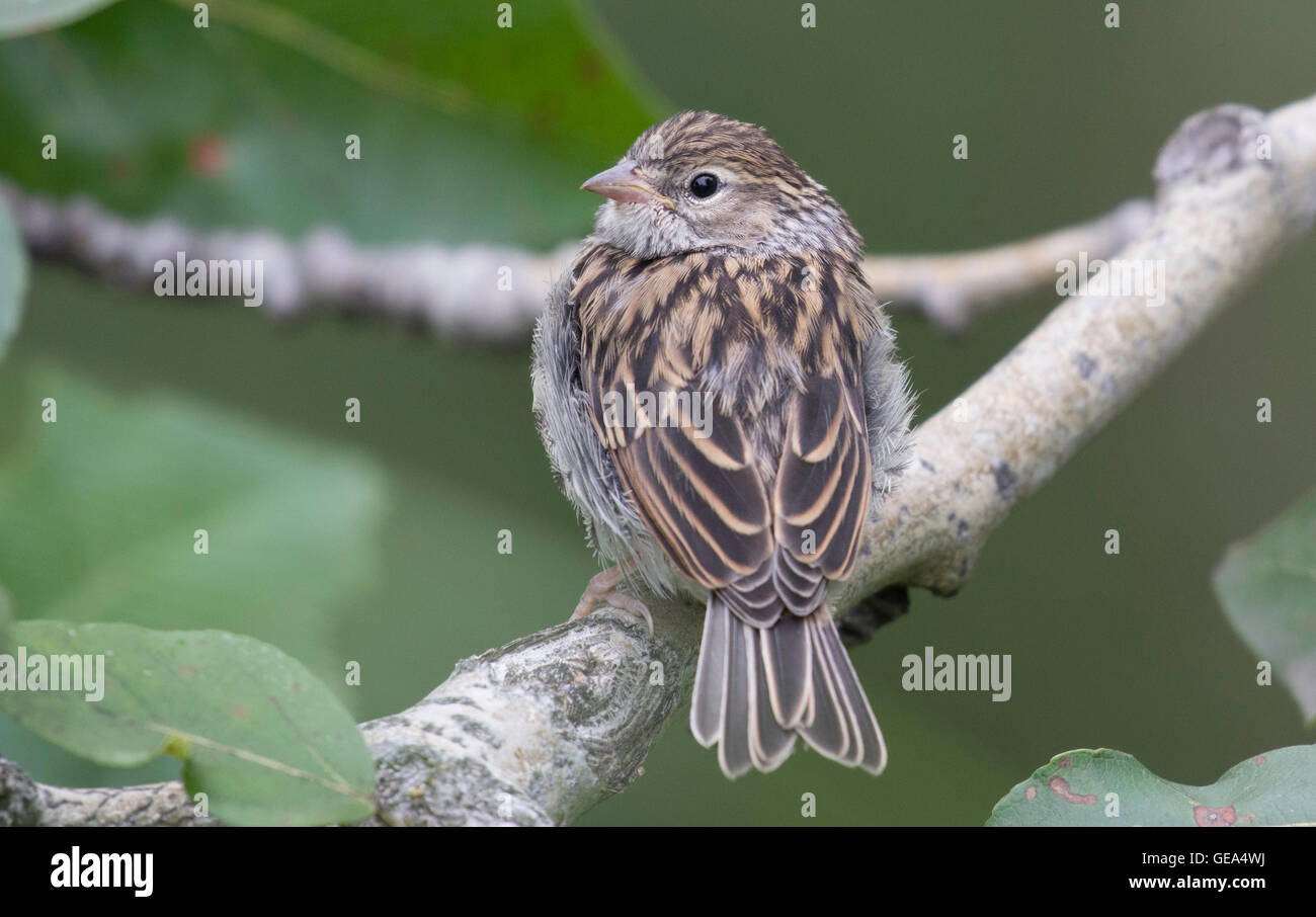 Juvenile Chipping Sparrow Stock Photo - Alamy