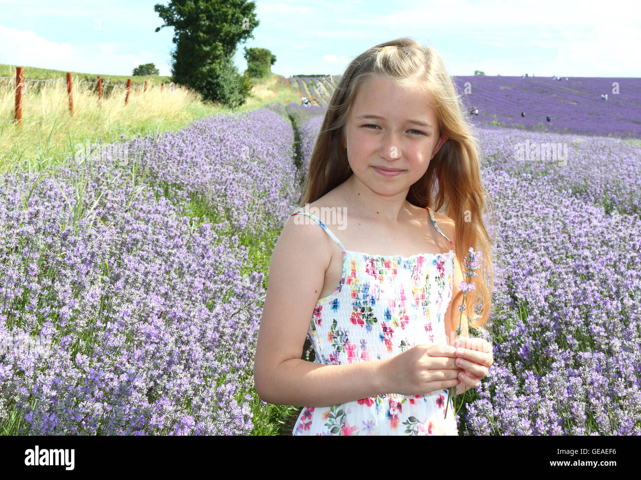 Hitchin Lavender, Cadwell Farm, Ickleford, Hertfordshire, UK. July 24th ...