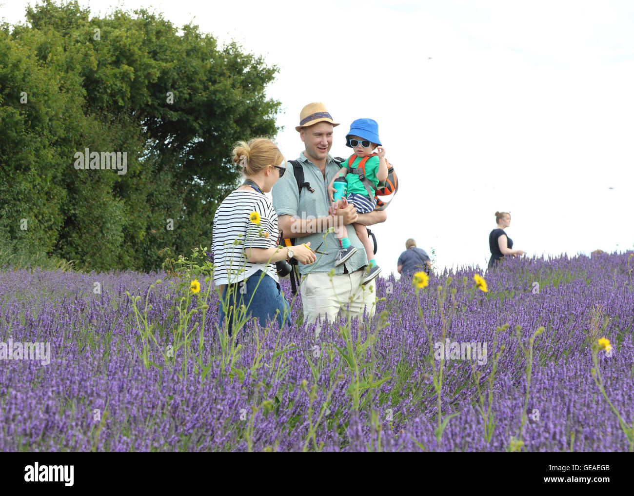 Hitchin Lavender, Cadwell Farm, Ickleford, Hertfordshire, UK. July 24th ...