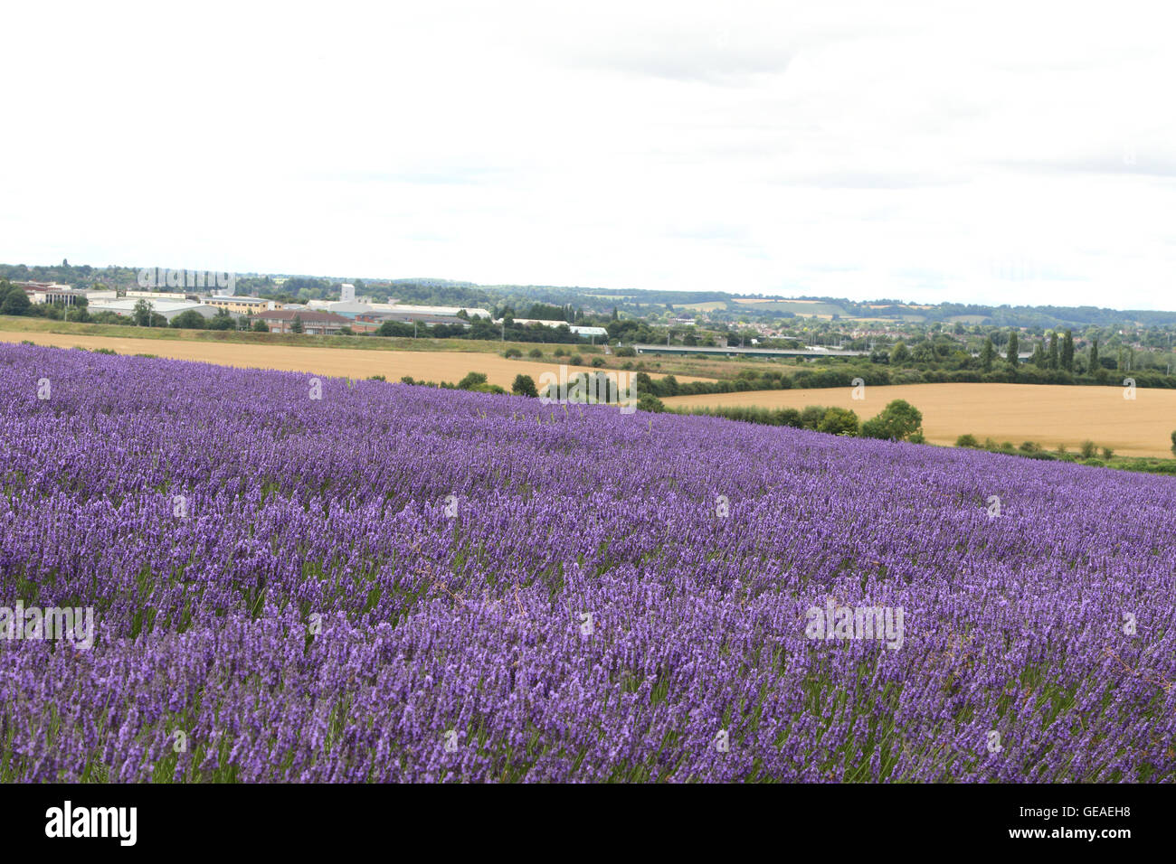 Hitchin Lavender, Cadwell Farm, Ickleford, Hertfordshire, UK. July 24th ...