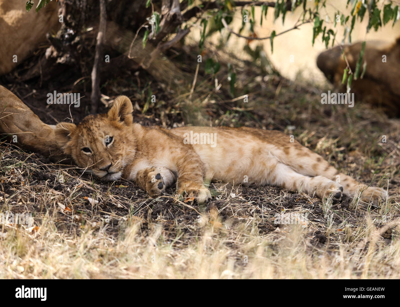 Nairobi, Kenya. 23rd July, 2016. A lion cub rests at the Maasai Mara ...
