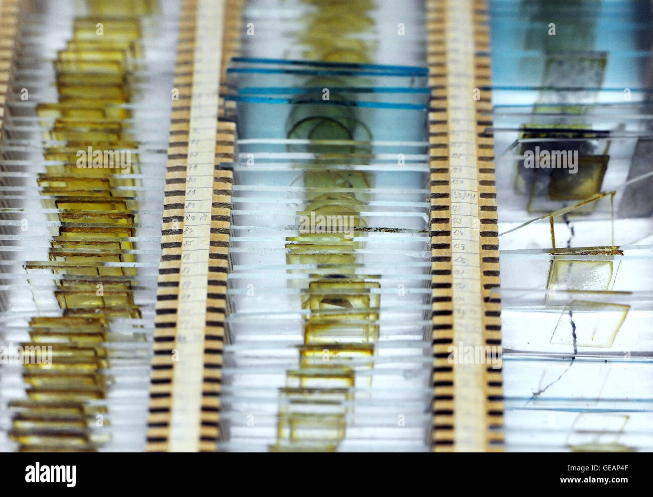 Mendel museum genetics brno czech hi-res stock photography and images ...