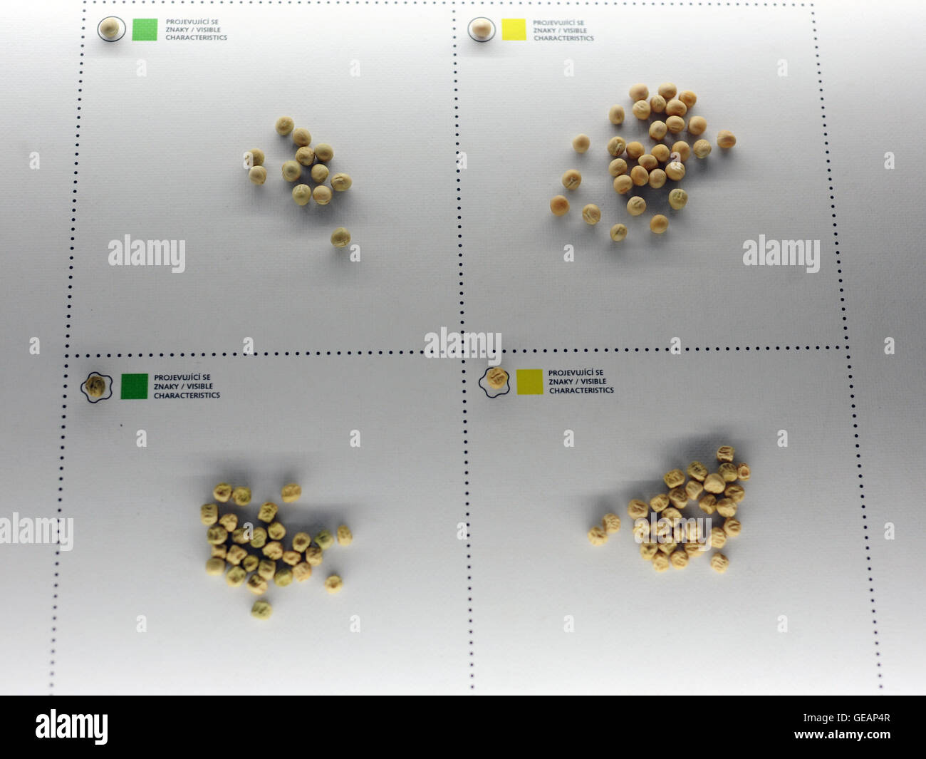 Mendel museum of masaryk university High Resolution Stock Photography ...