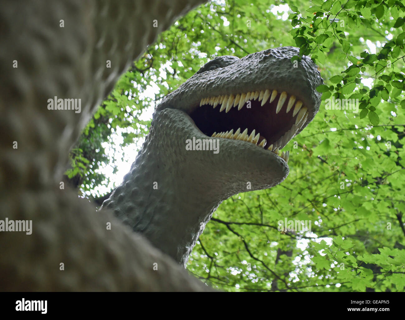 Antrodemus hi-res stock photography and images - Alamy