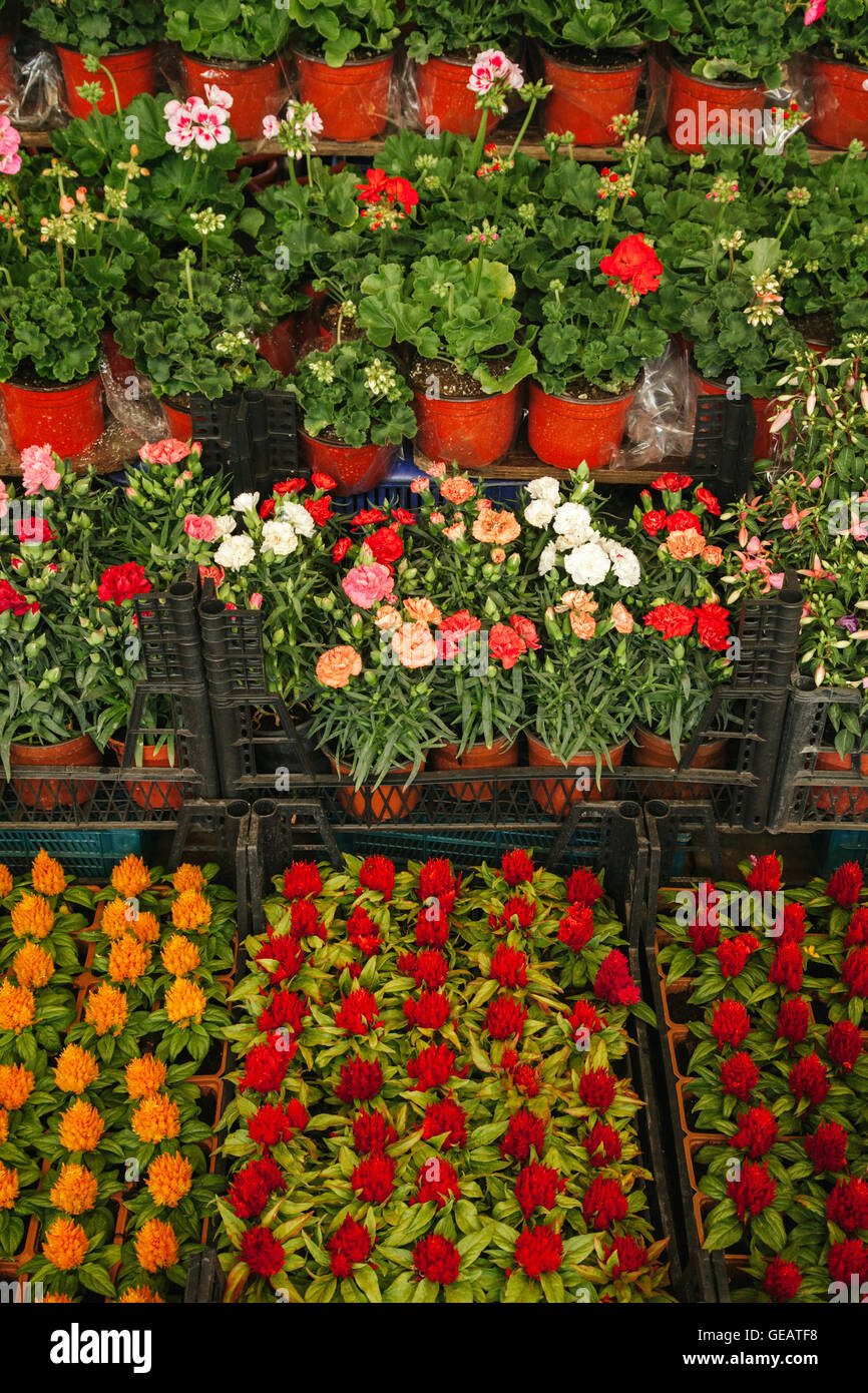 Turkey, Istanbul, Flowers at the marketplace Stock Photo - Alamy