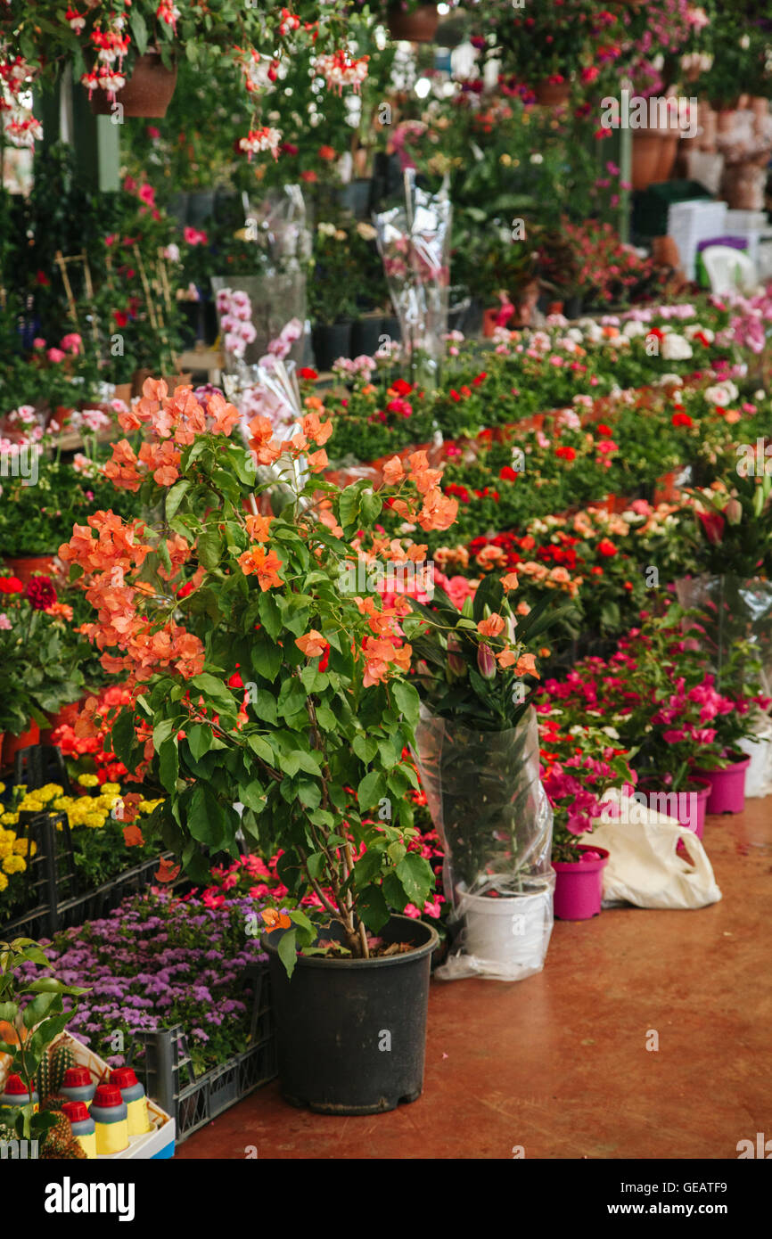 Istanbul flowers hi-res stock photography and images - Alamy