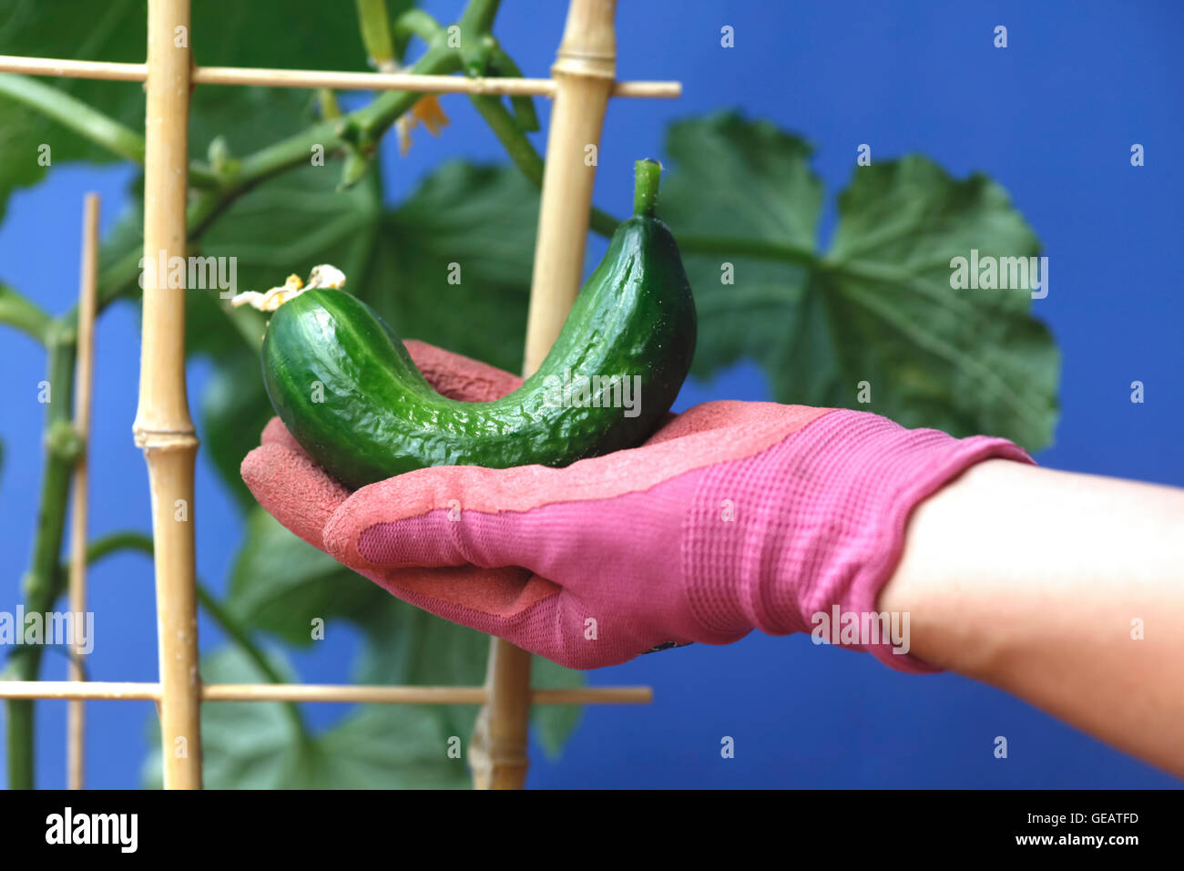 Woman's hand holding fresh cucumber, growing on potted plant Stock ...
