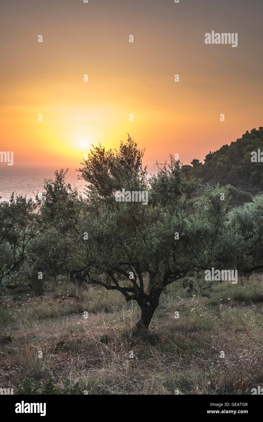 Greece, Kalamata, olive trees, sea and sunset Stock Photo - Alamy