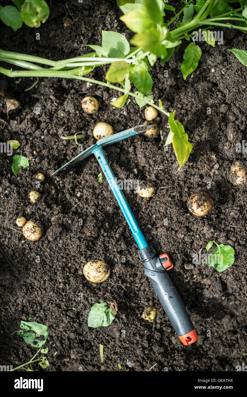 Harvesting potatoes, garden hoe Stock Photo - Alamy