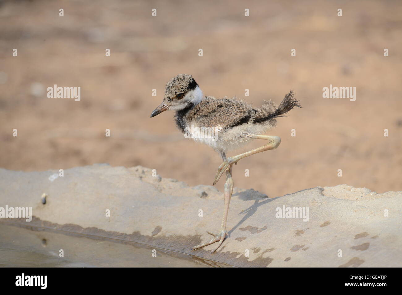 Baby lapwing hi-res stock photography and images - Alamy