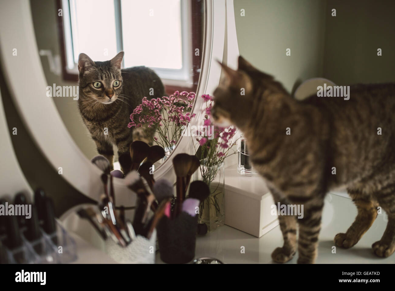Mirror image of tabby cat standing on vanity Stock Photo - Alamy