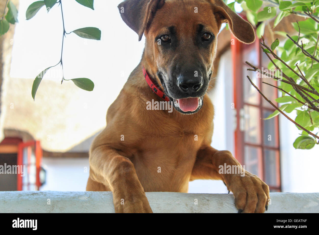 Dog looking over wall Stock Photo - Alamy