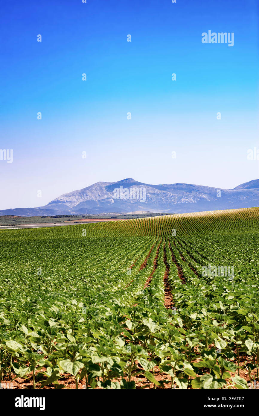 Spain, Andalusia, field of young sunflowers, crops Stock Photo - Alamy