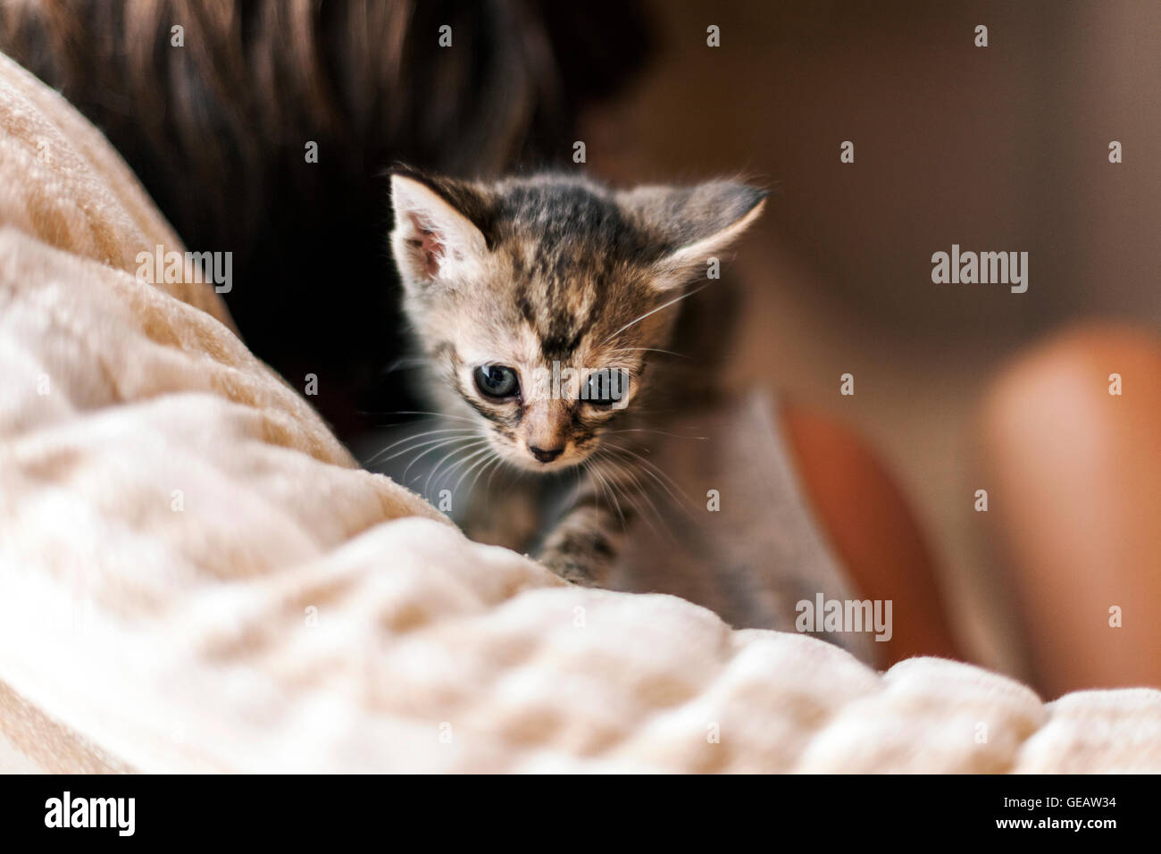 Boy kitten hi-res stock photography and images - Alamy