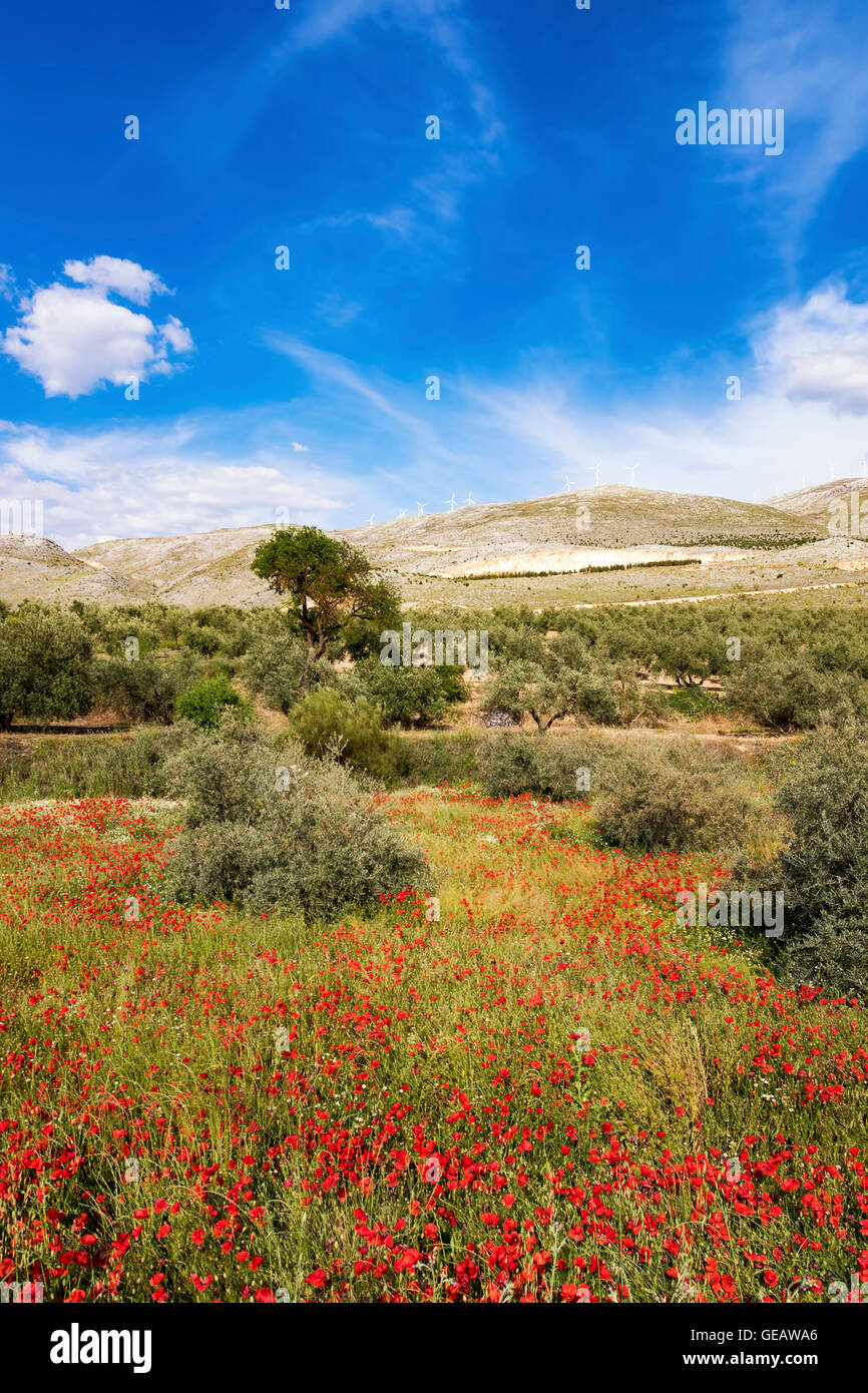 Spain, Andalusia, Olive grove, olive trees and poppies in spring Stock ...