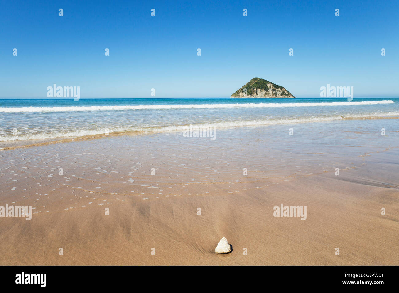 New Zealand, East Cape, Anaura Bay, Beach with Cooks Turban Shell ...