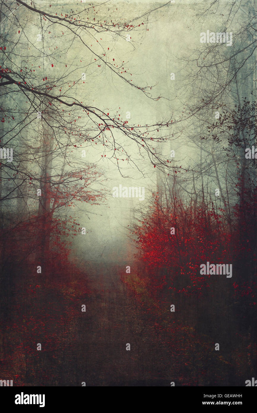 Trees broad leaves hi-res stock photography and images - Alamy