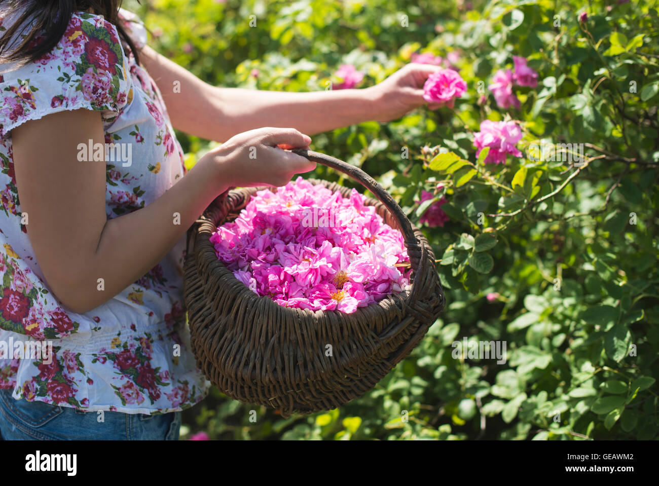 Labour rose hi-res stock photography and images - Alamy