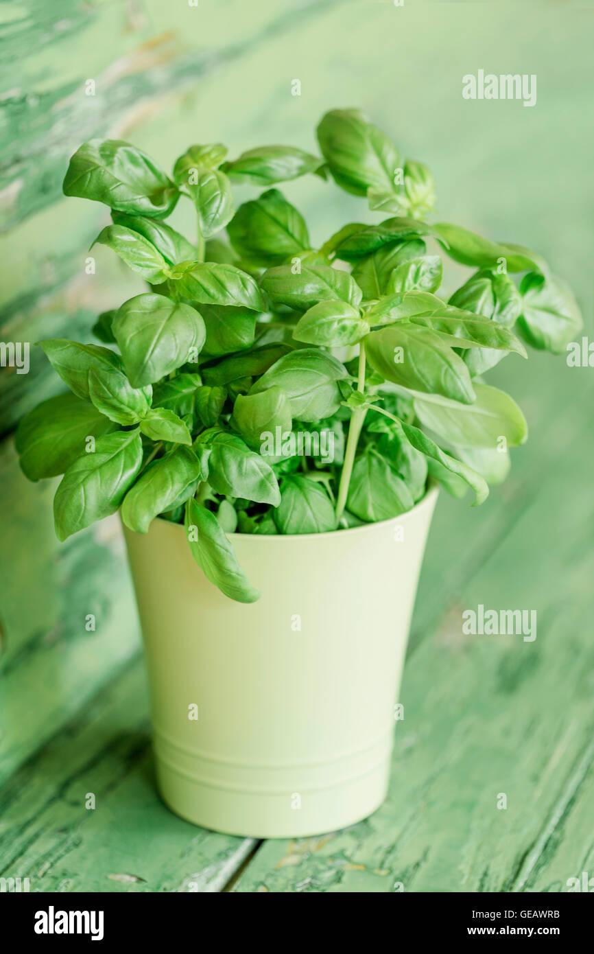 Basil in pot Stock Photo - Alamy