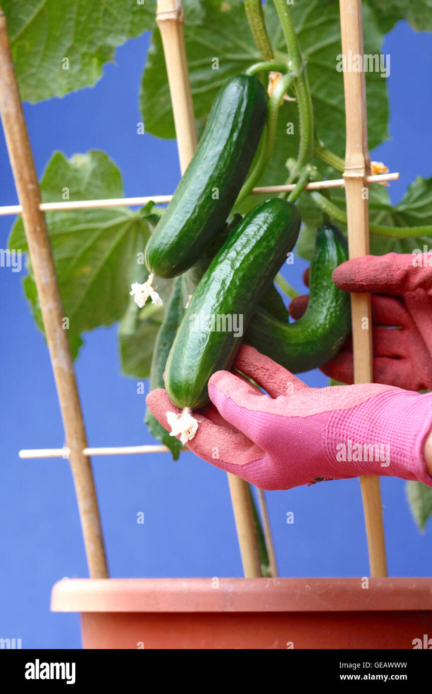 Woman's hand holding fresh cucumber, growing on potted plant Stock ...